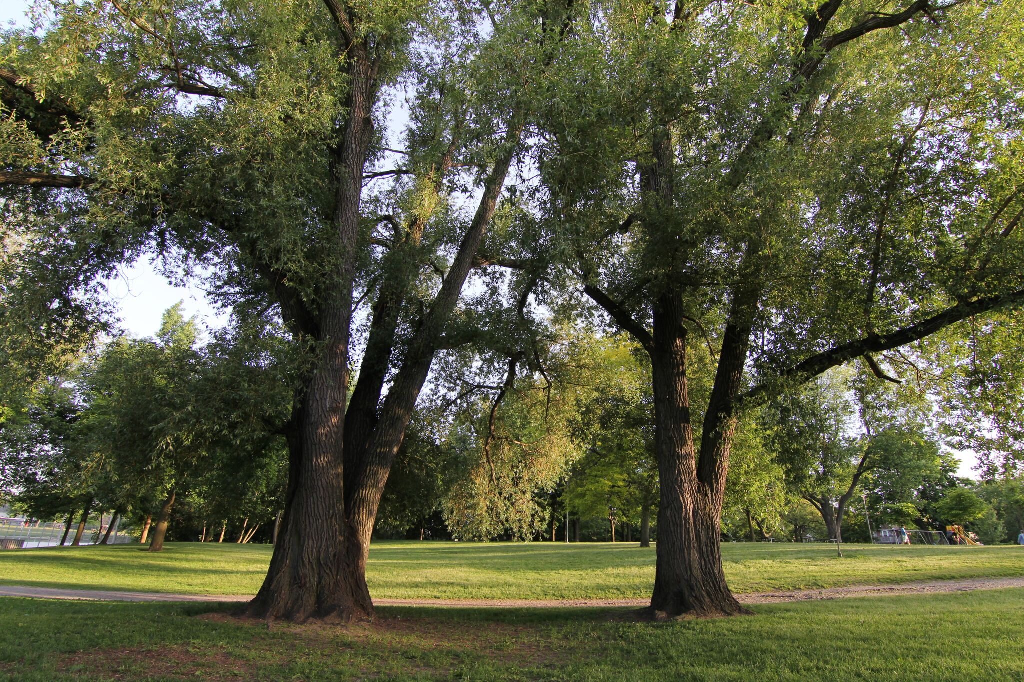 Withrow Trees | Shakespeare in the Ruff